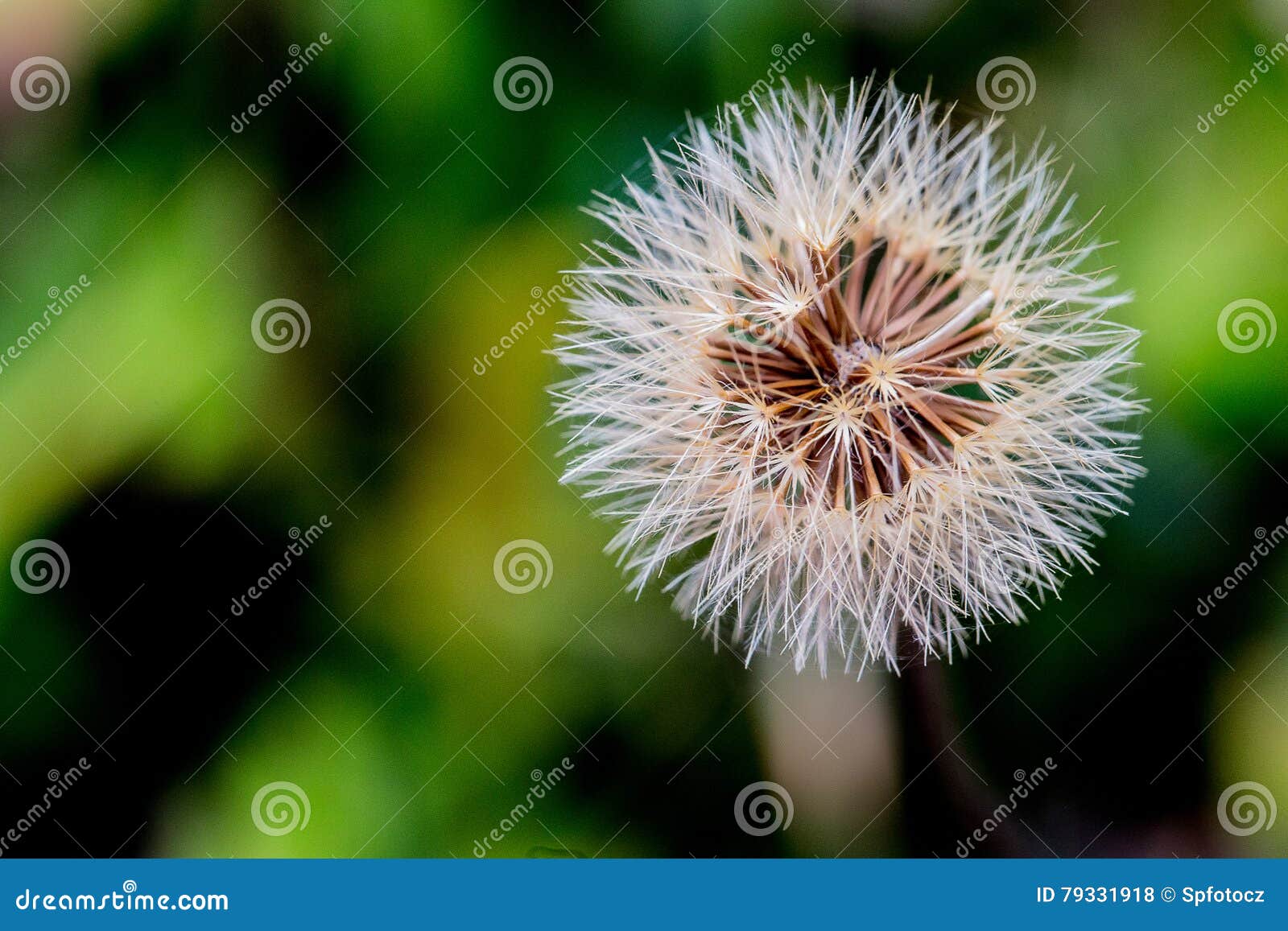 Maskros arkivfoto. Bild av begrepp, maskros, flyg, frihet - 79331918