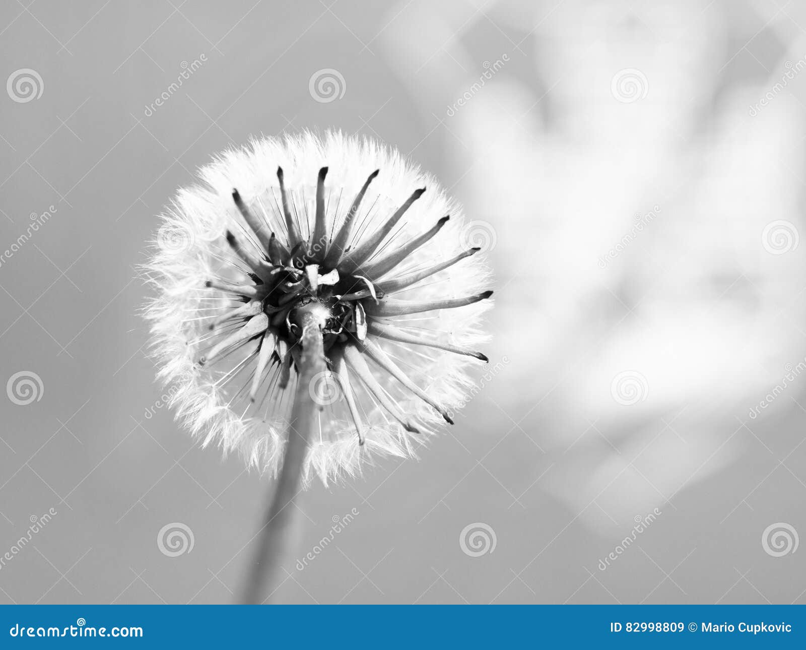 Maskros fotografering för bildbyråer. Bild av april, först - 82998809