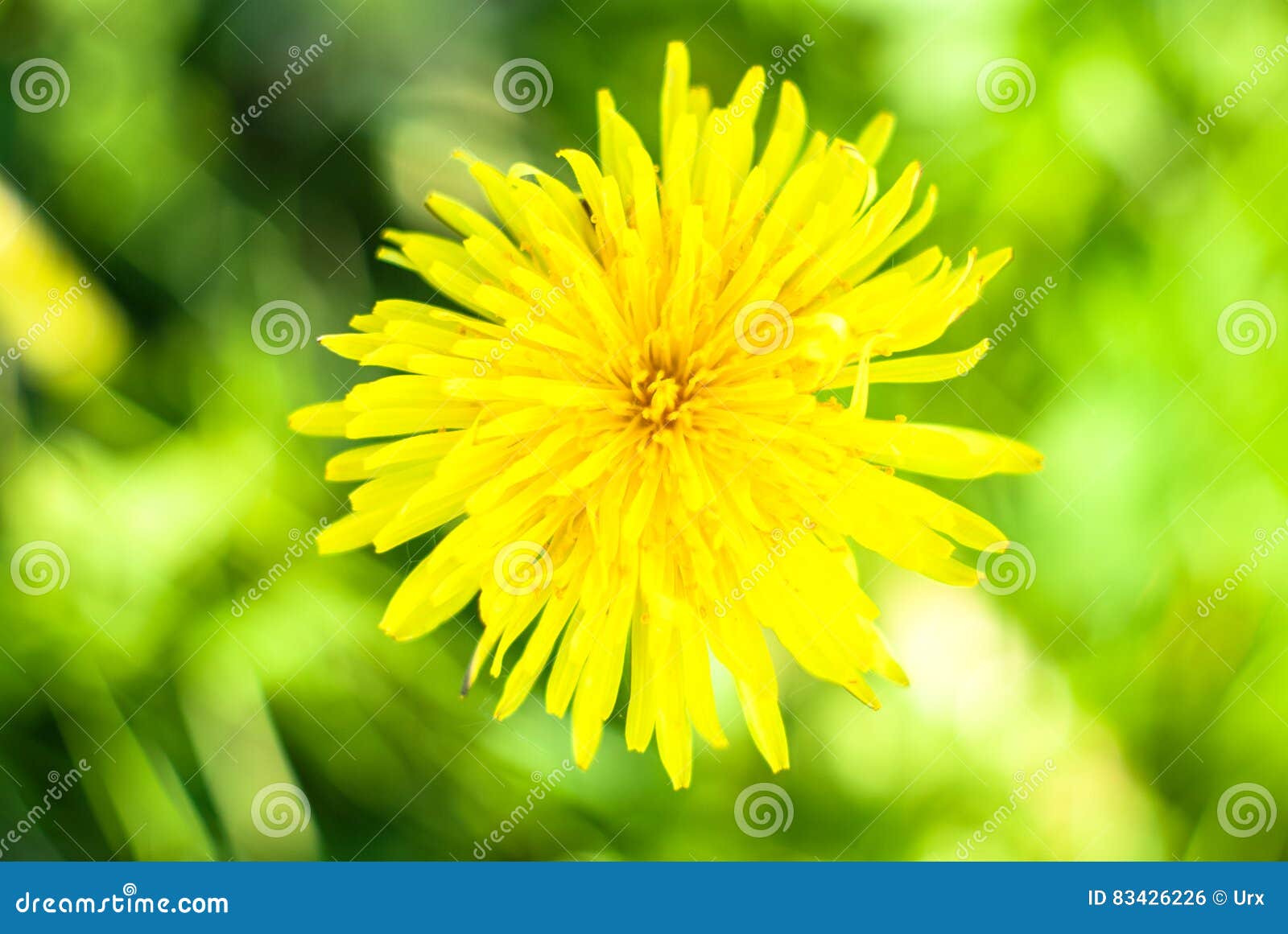 Maskros arkivfoto. Bild av äng, färger, grön, brigham - 83426226