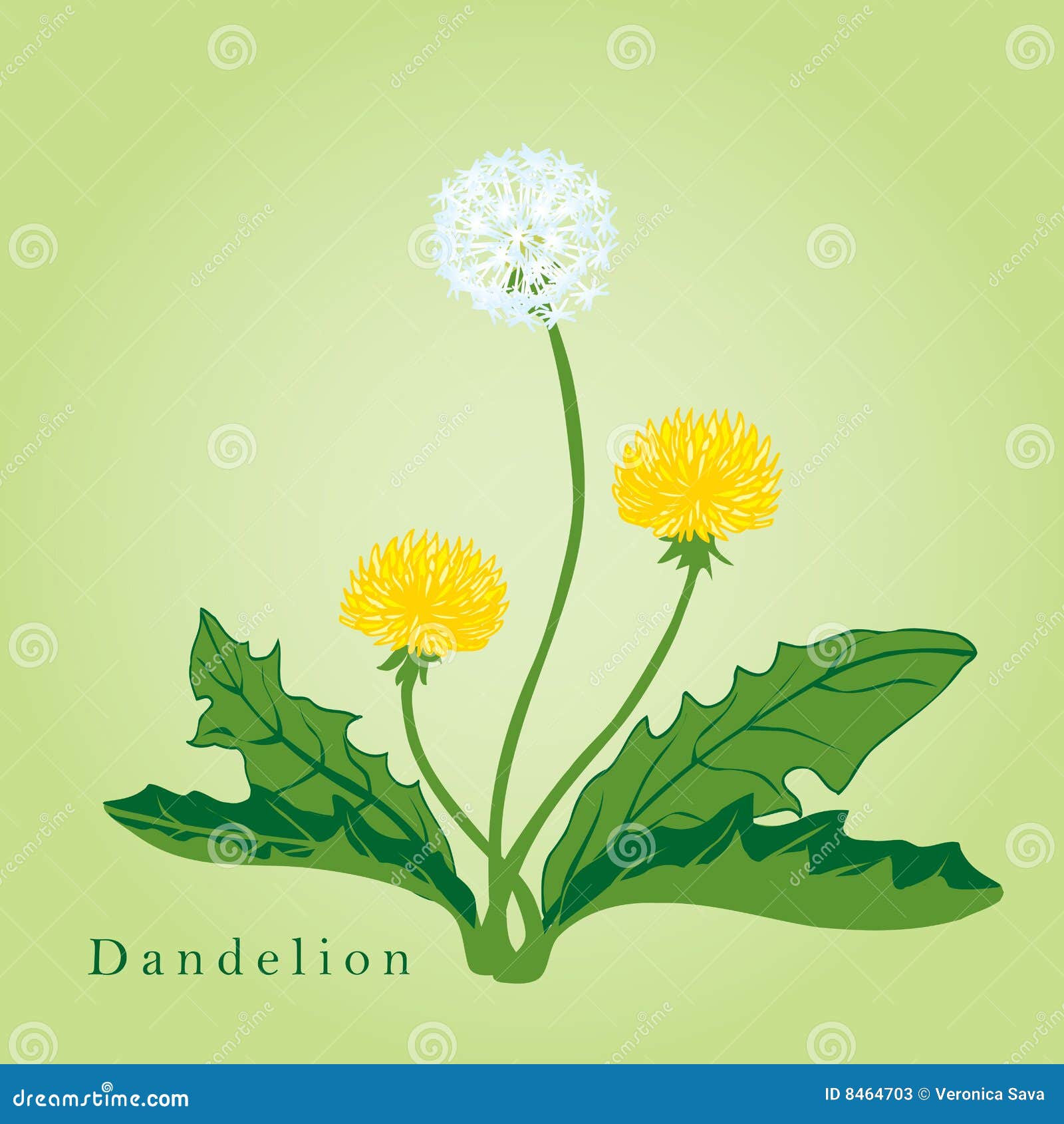 Maskros stock illustrationer. Illustration av ört, floror - 8464703