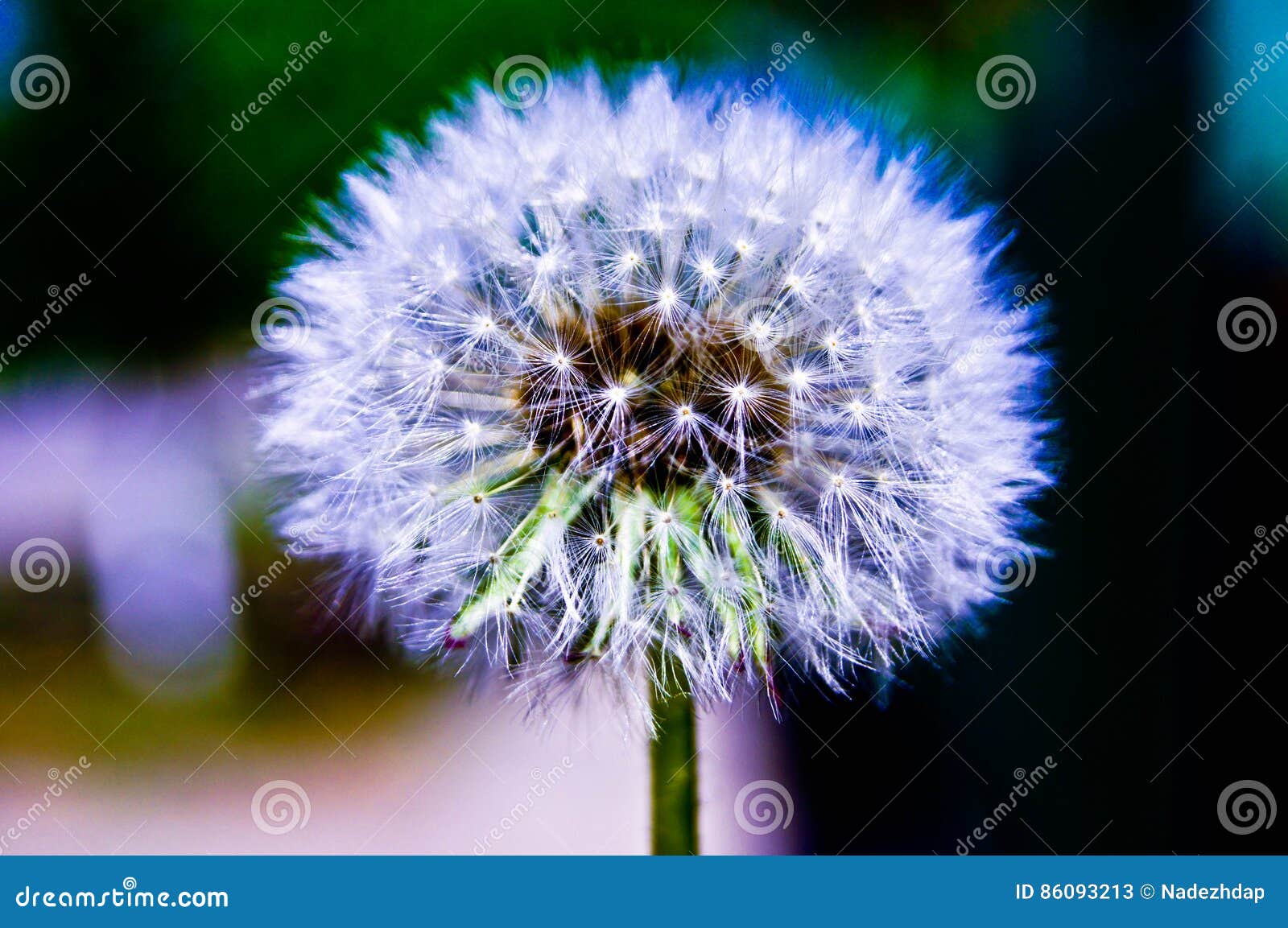 Maskros fotografering för bildbyråer. Bild av kortslutning - 86093213