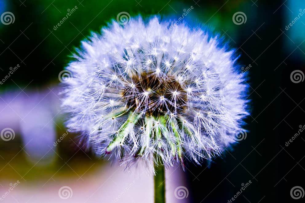 Maskros fotografering för bildbyråer. Bild av kortslutning - 86093213