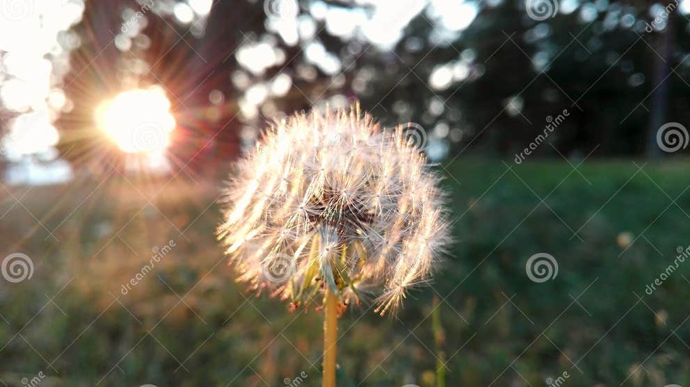 Maskros arkivfoto. Bild av blomma, skog, georgia, bild - 89746118