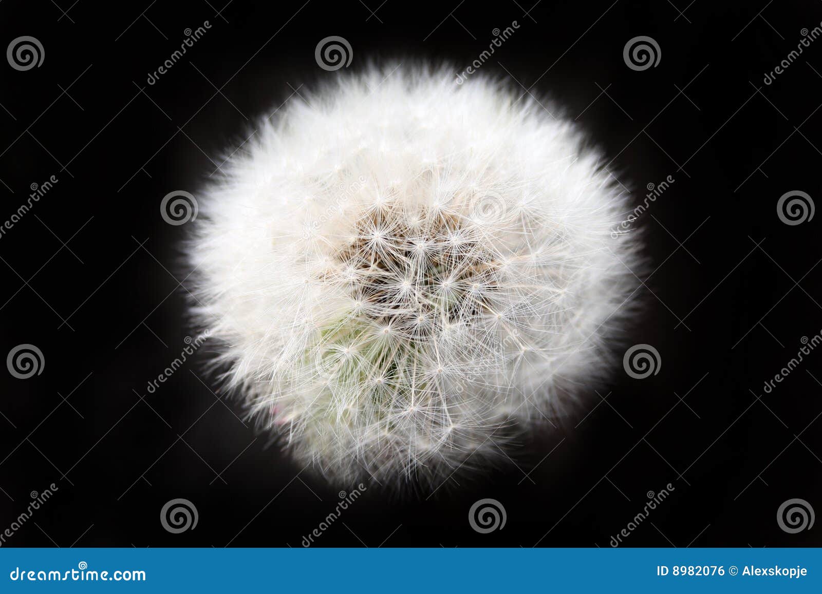 Maskros arkivfoto. Bild av planta, flyg, tillväxt, växt - 8982076