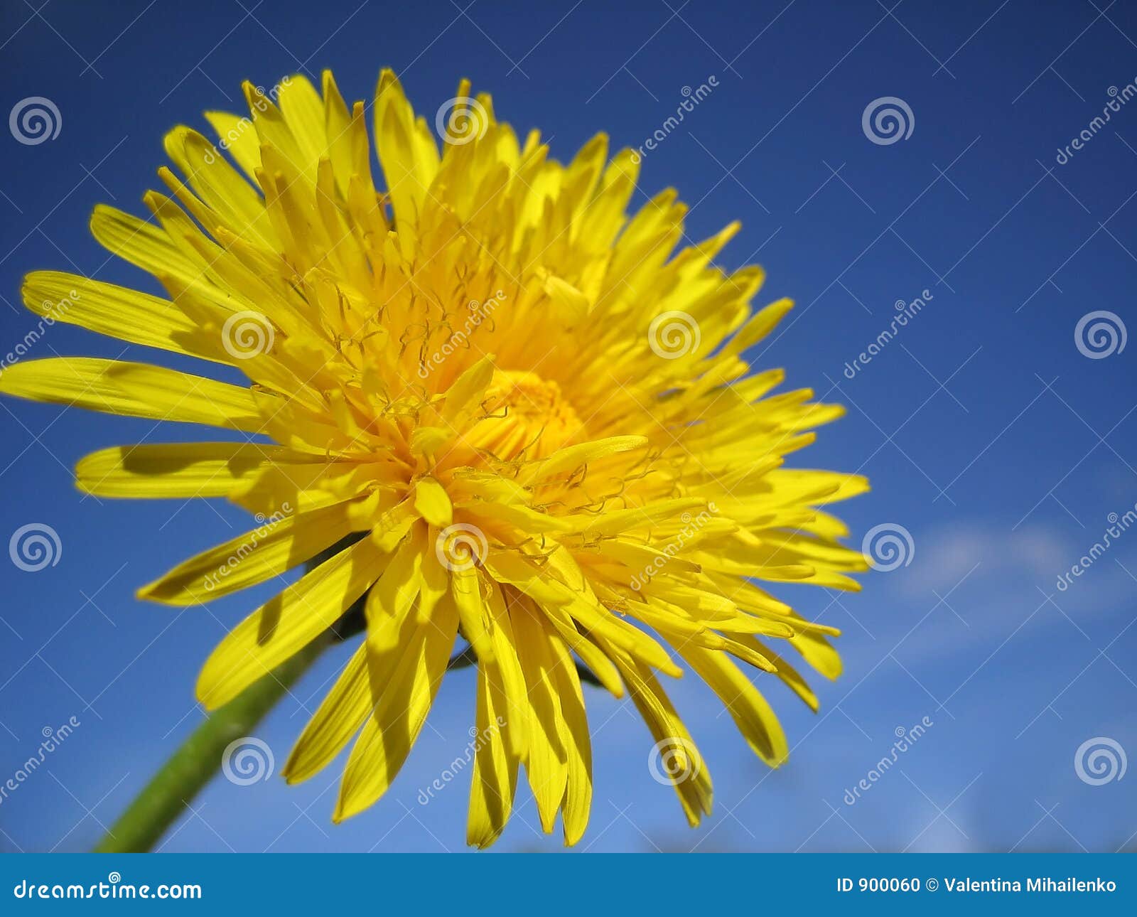 Maskros arkivfoto. Bild av äng, bräckligt, floror, grön - 900060