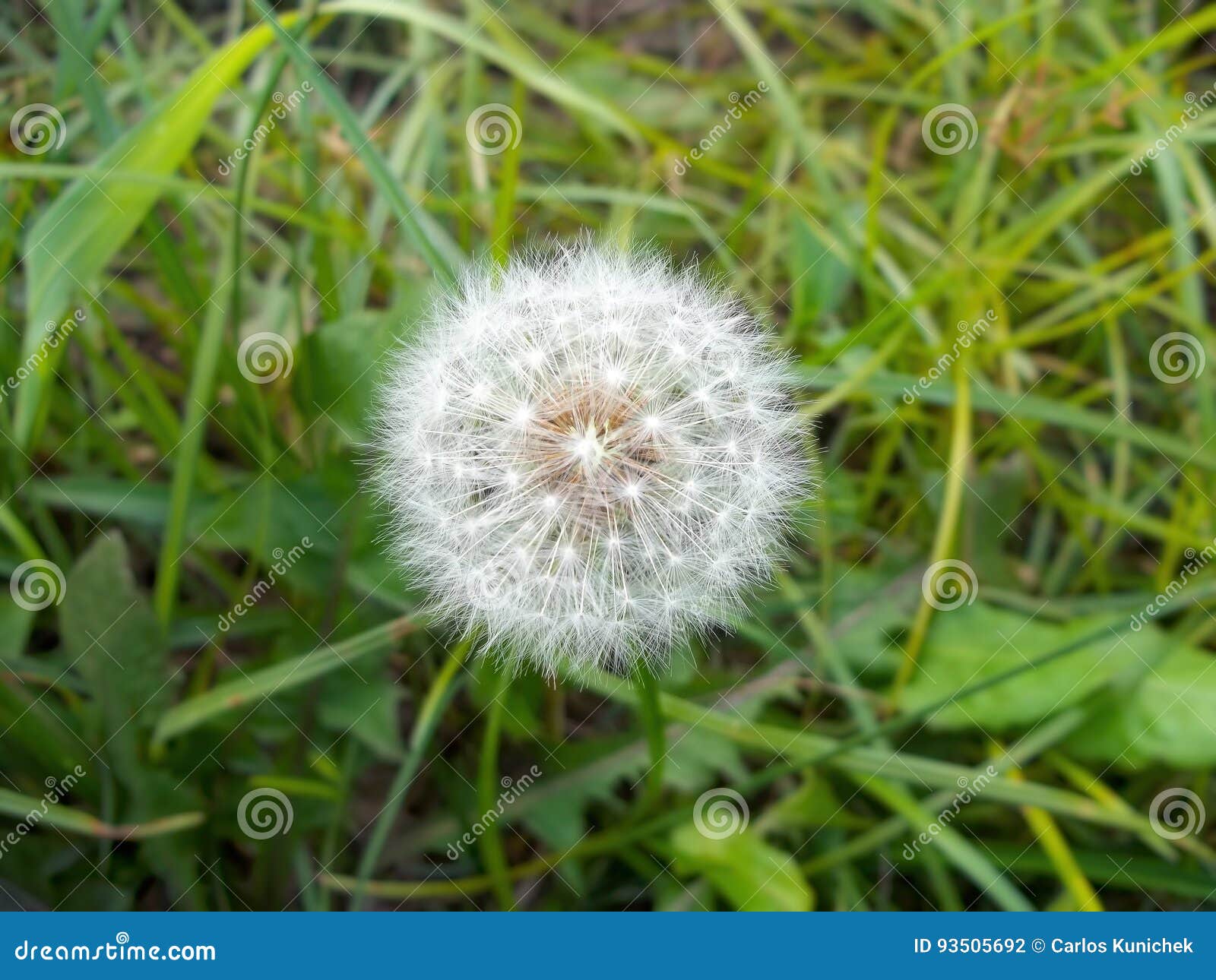 Maskros arkivfoto. Bild av makro, blommor, fjäder, fluffigt - 93505692