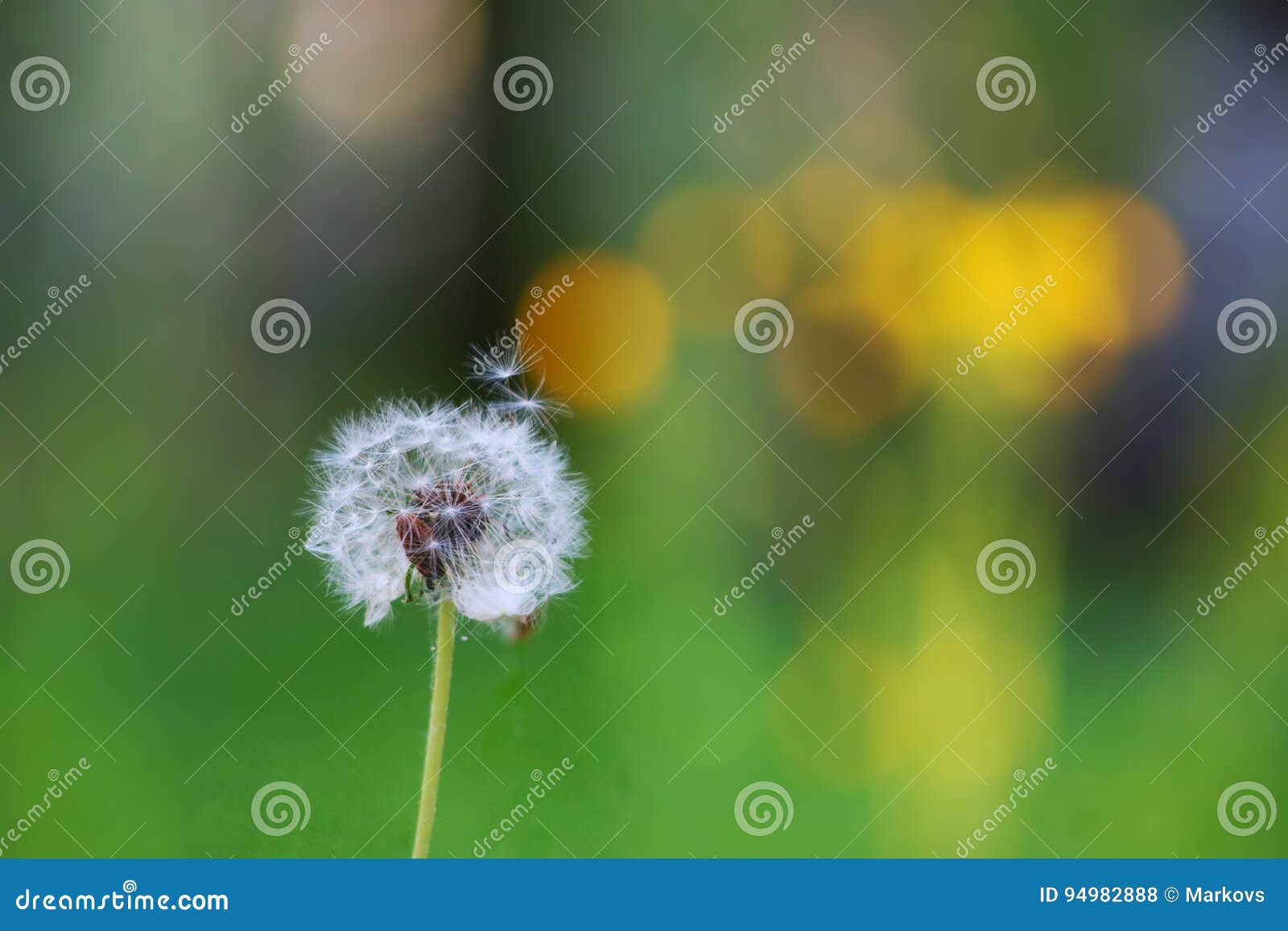 Maskros arkivfoto. Bild av bild, skönhet, solljus, horisontal - 94982888