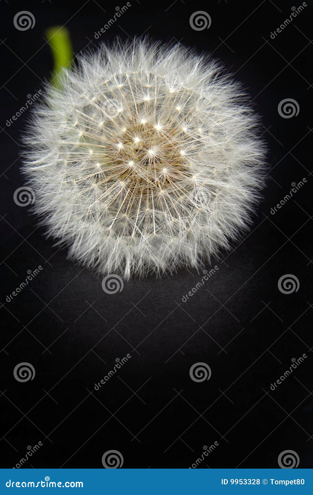 Maskros arkivfoto. Bild av fluffigt, livstid, fertilitet - 9953328