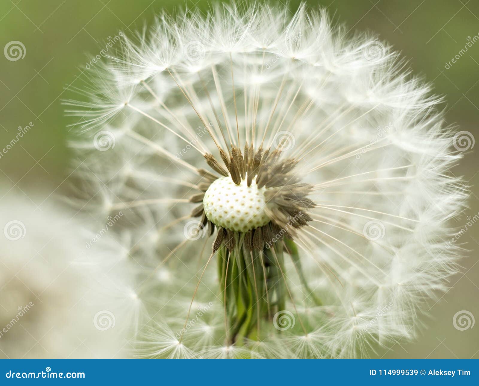 Maskros En Urblekt Maskros Boke Fotografering för Bildbyråer - Bild av ...