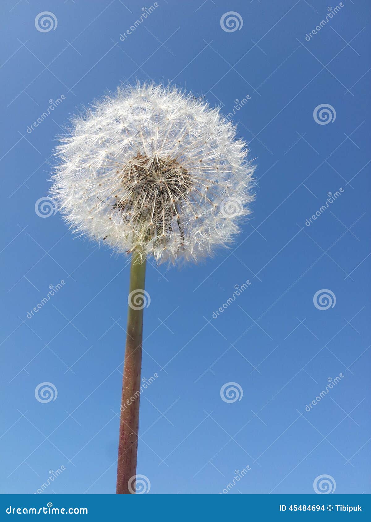 Maskros I Himlen Av Oktober Arkivfoto - Bild av tydlig, bakgrund: 45484694