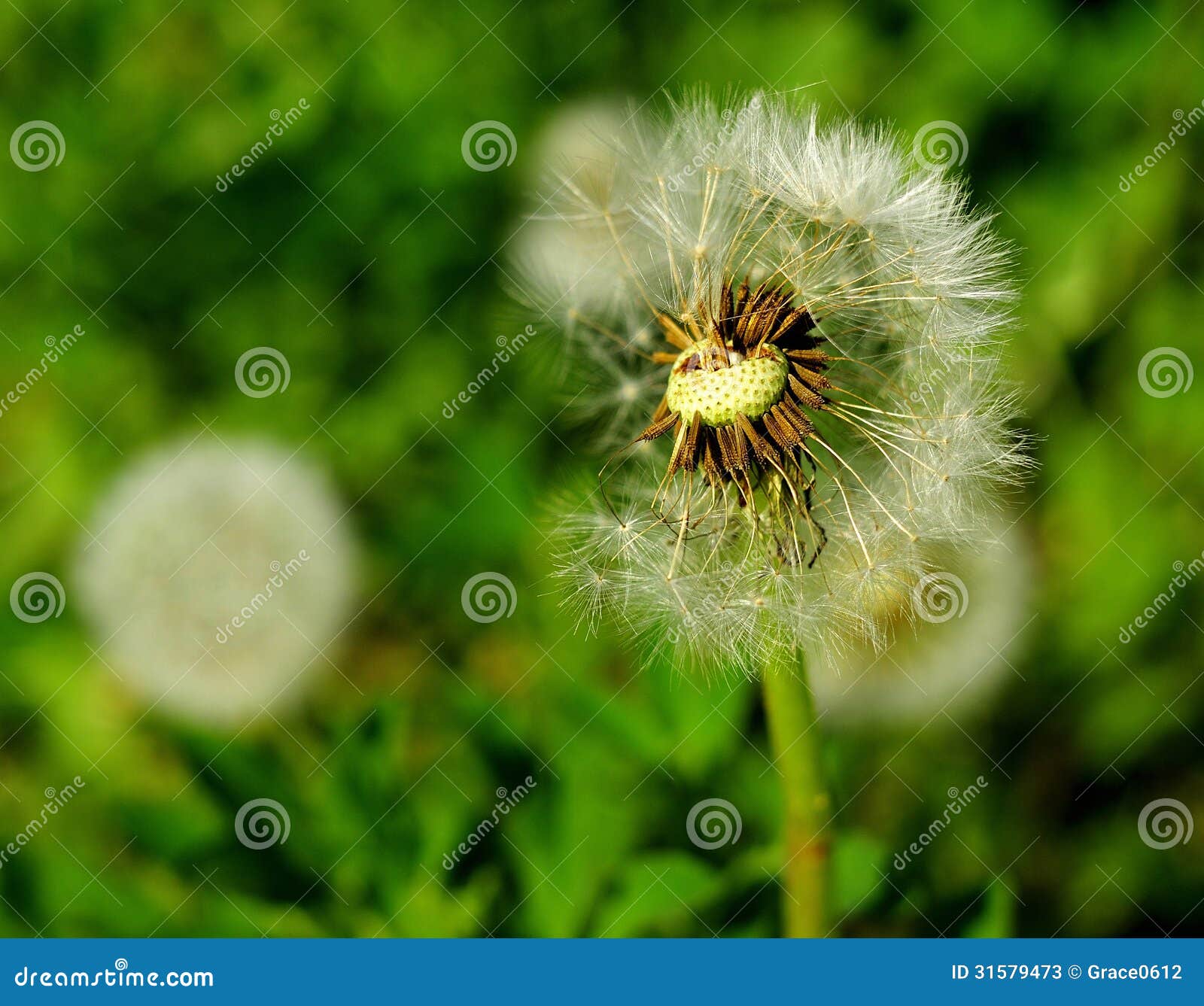 Maskrosen fotografering för bildbyråer. Bild av frö, blomma - 31579473