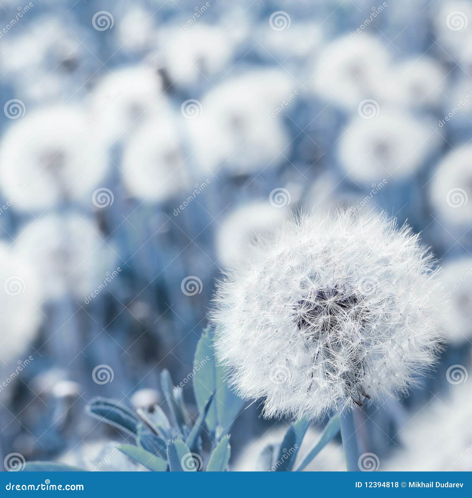 Maskrosor arkivfoto. Bild av fält, himmel, grön, säsong - 12394818