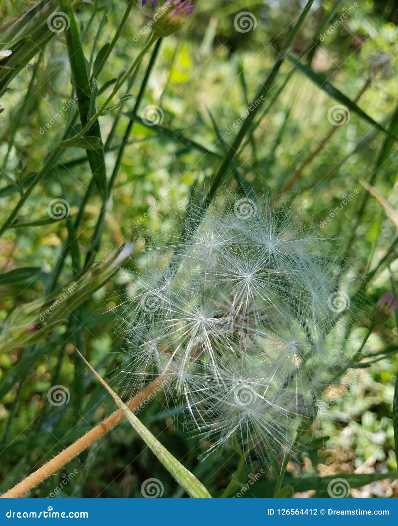 Maskrosor arkivfoto. Bild av glimma, maskrosor, gräs - 126564412