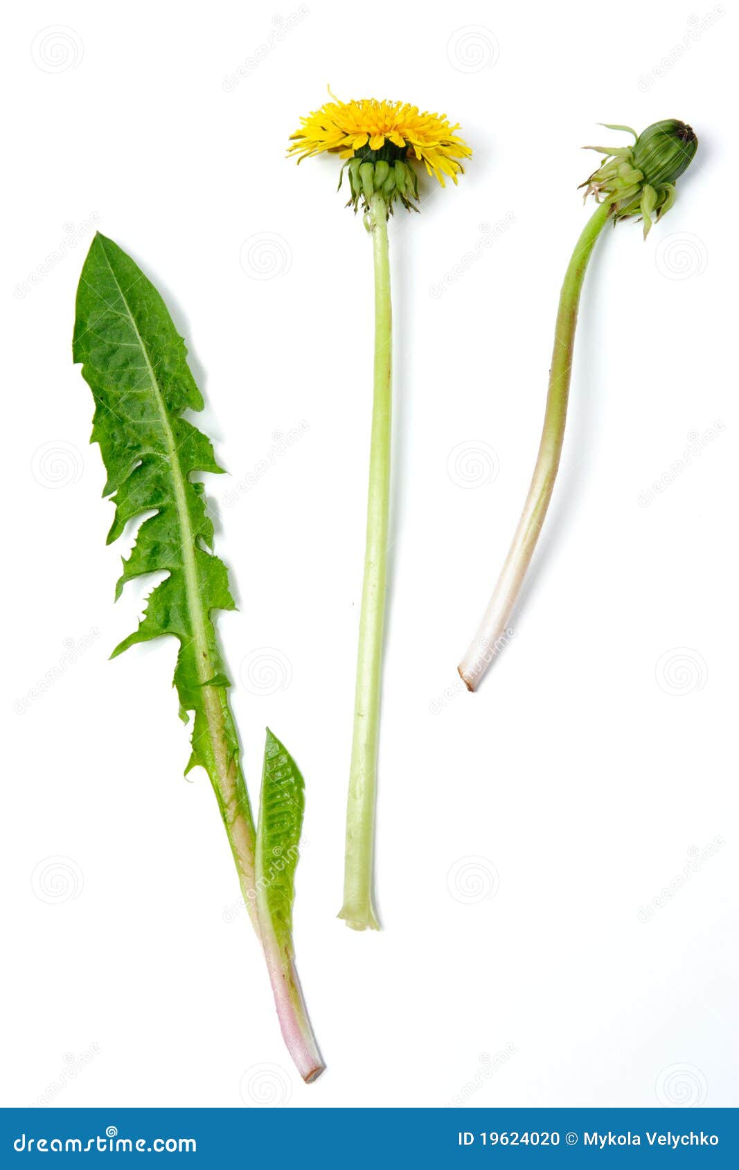Maskrosor arkivfoto. Bild av natur, sommar, bakgrund - 19624020
