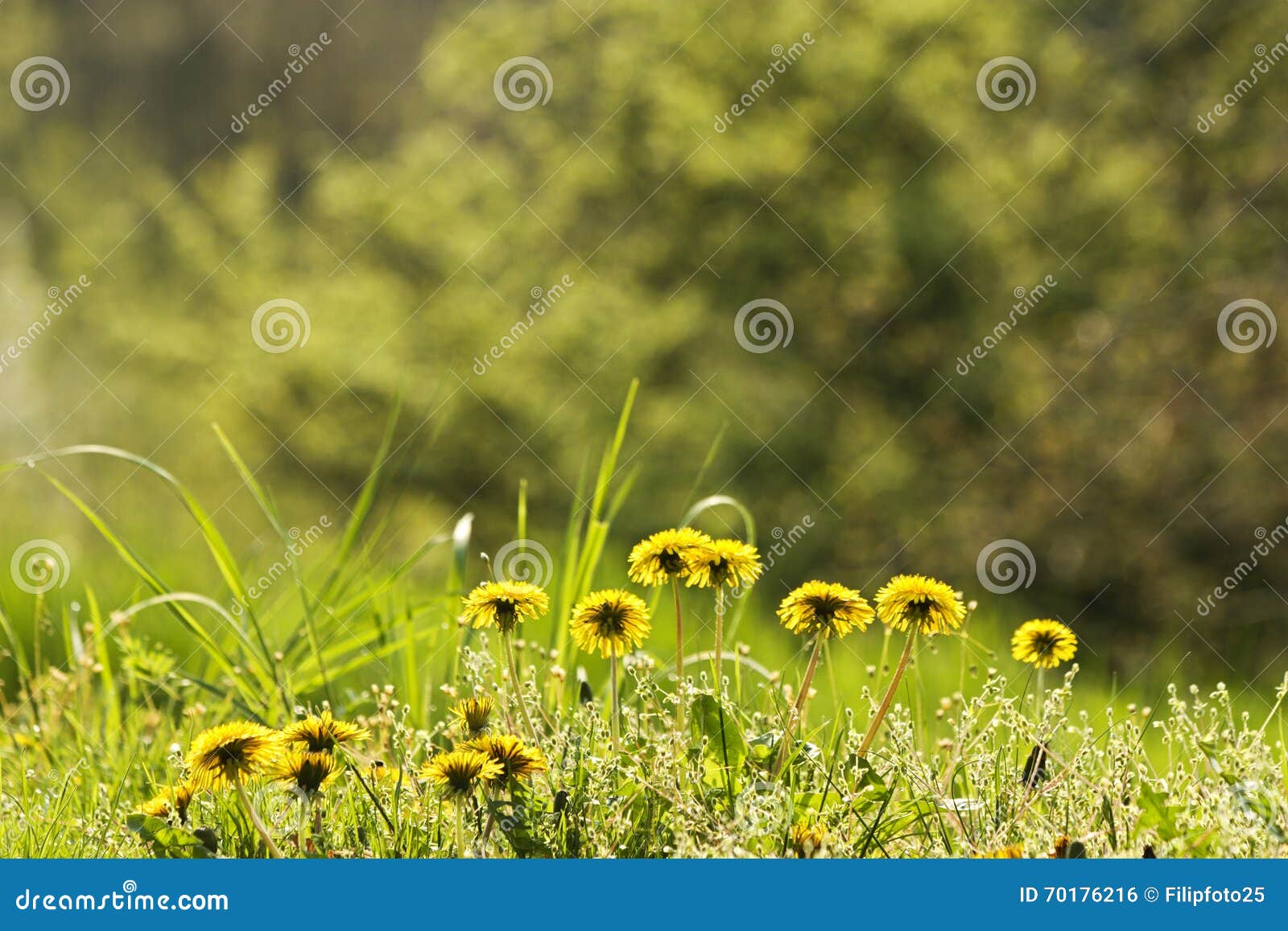 Maskrosor arkivfoto. Bild av gräs, blommar, grupp, brigham - 70176216