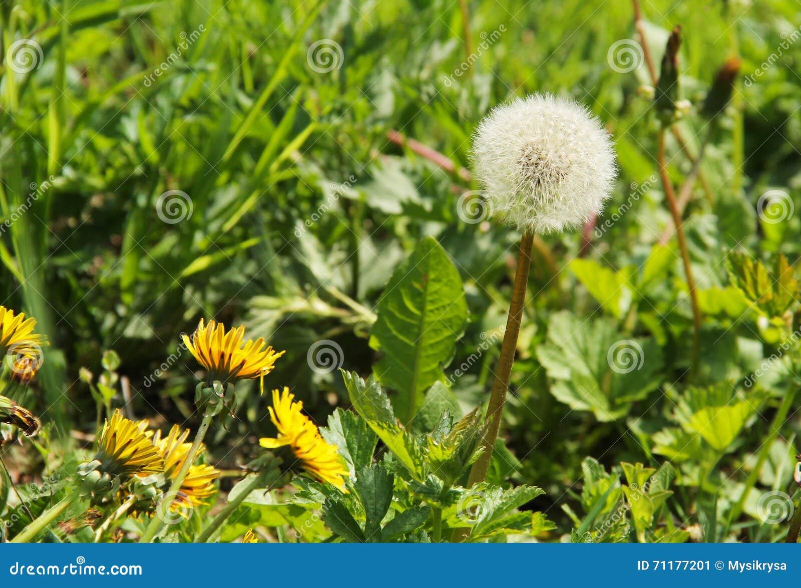 Maskrosor fotografering för bildbyråer. Bild av bostonian - 71177201