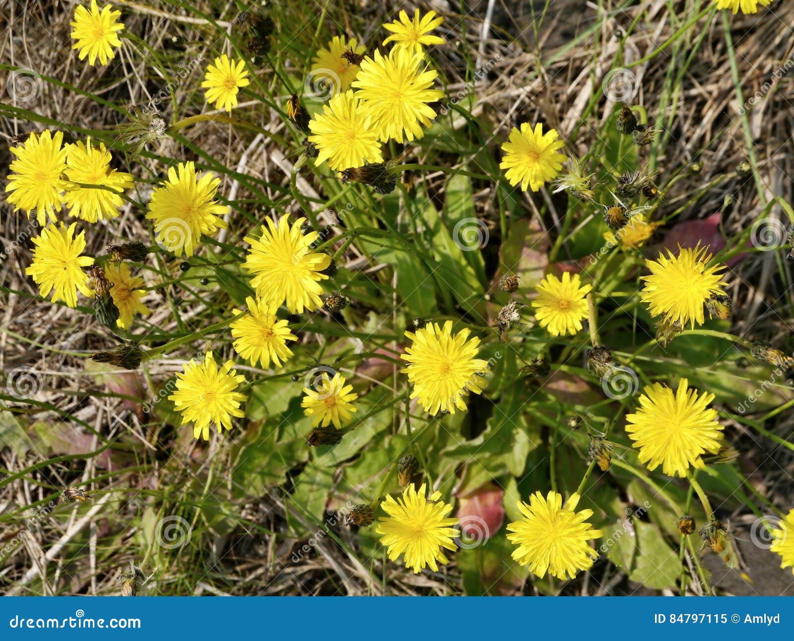 Maskrosor fotografering för bildbyråer. Bild av färgglatt - 84797115