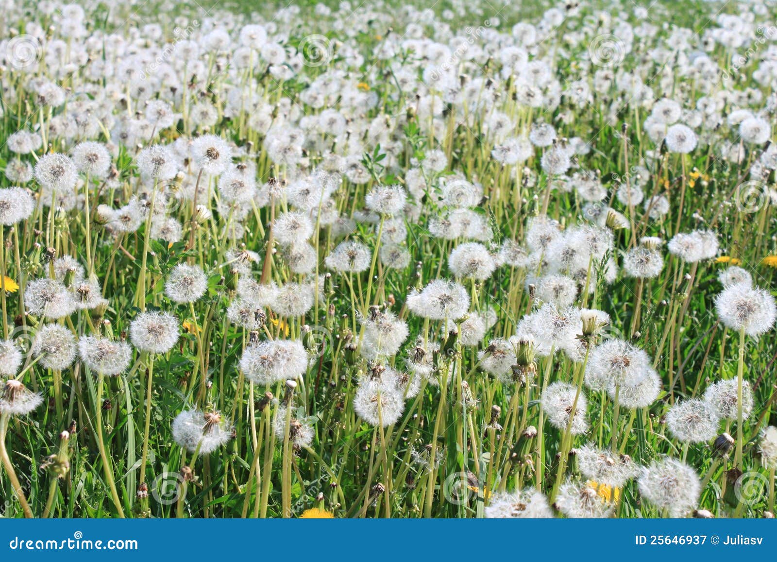 Maskrosor mycket fotografering för bildbyråer. Bild av maskrosor - 25646937