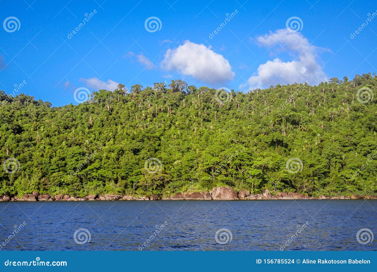 The Masoala forest stock photo. Image of beautiful, deforestation ...