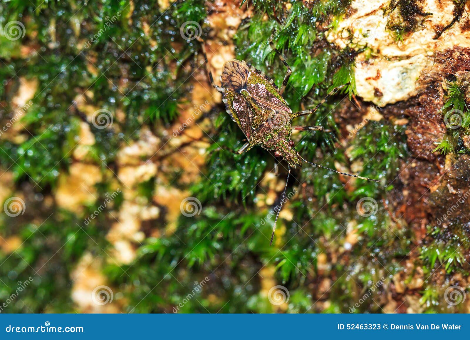 Green Shield Bug Animal Of Class Insecta (insects Stock Image ...