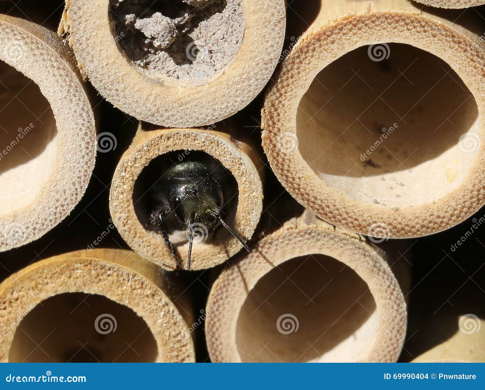 Mason Bee in Bamboo Nest stock photo. Image of blue, house - 69990404