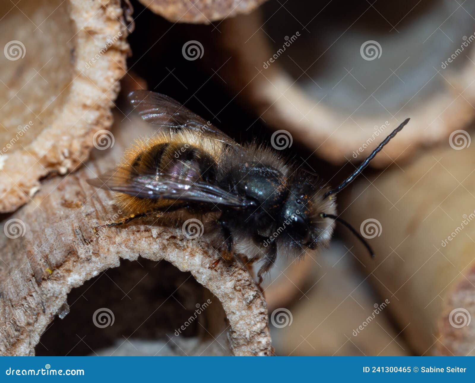 Mason Bee at an Insect Hotel in Springtime Stock Image - Image of hotel ...
