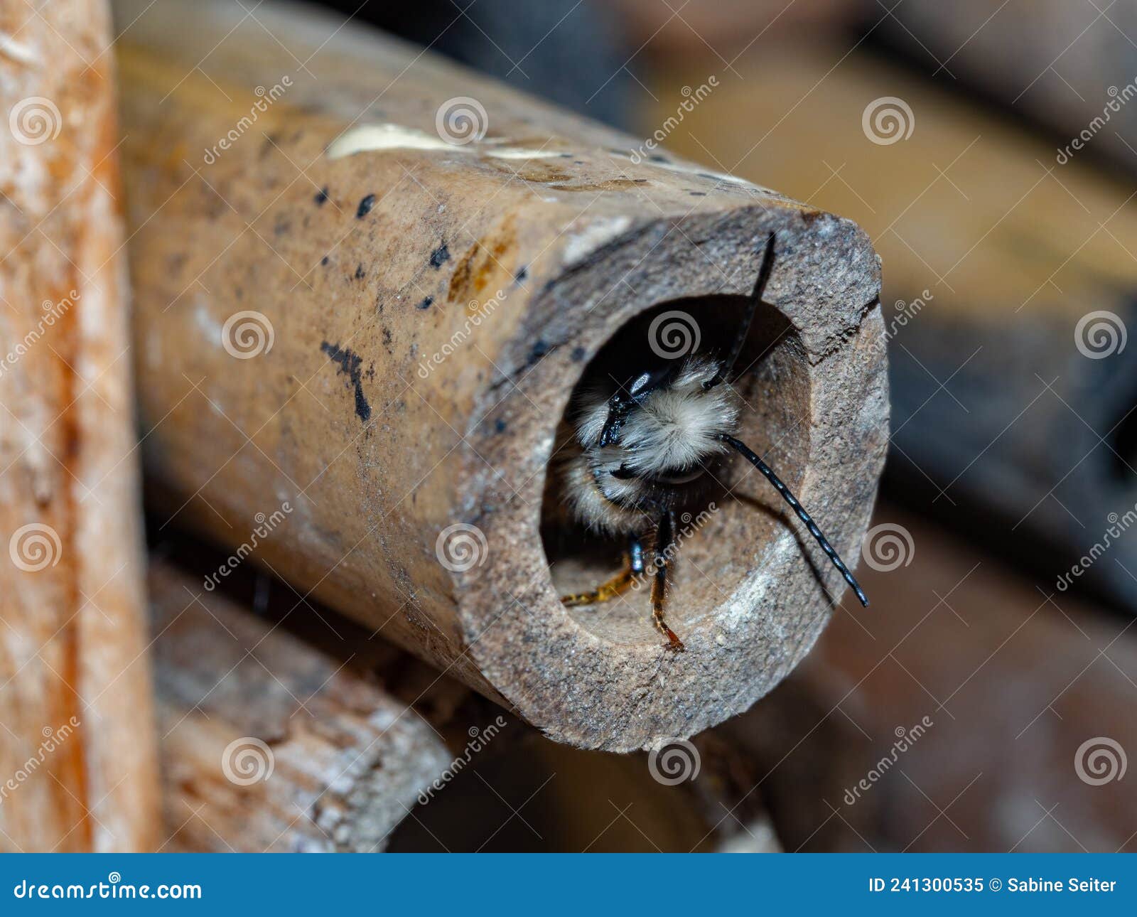 Mason Bee at an Insect Hotel in Springtime Stock Image - Image of ...