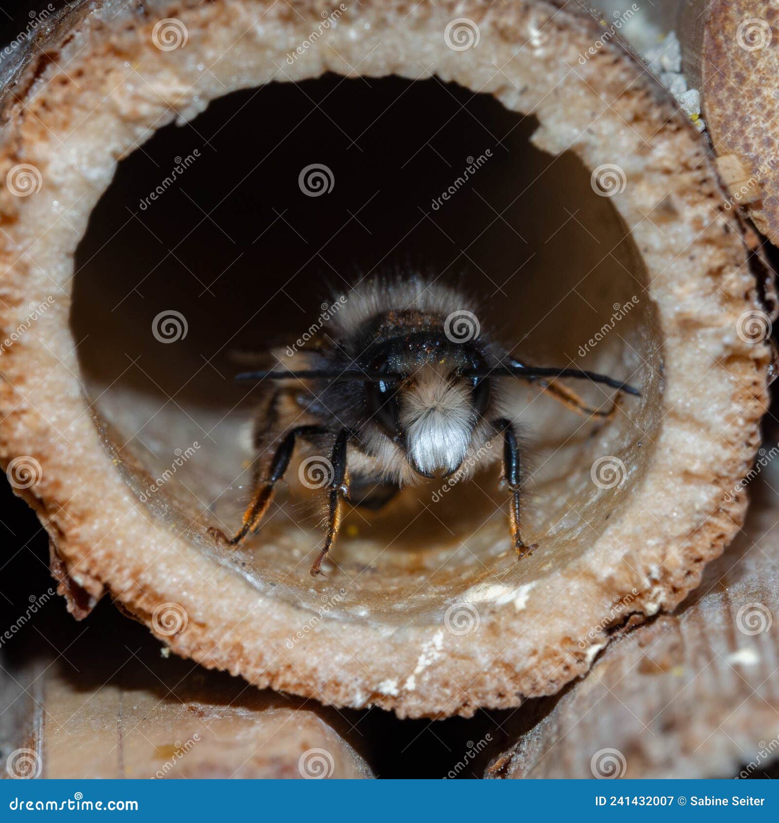 Mason Bee at an Insect Hotel in Springtime Stock Image - Image of ...