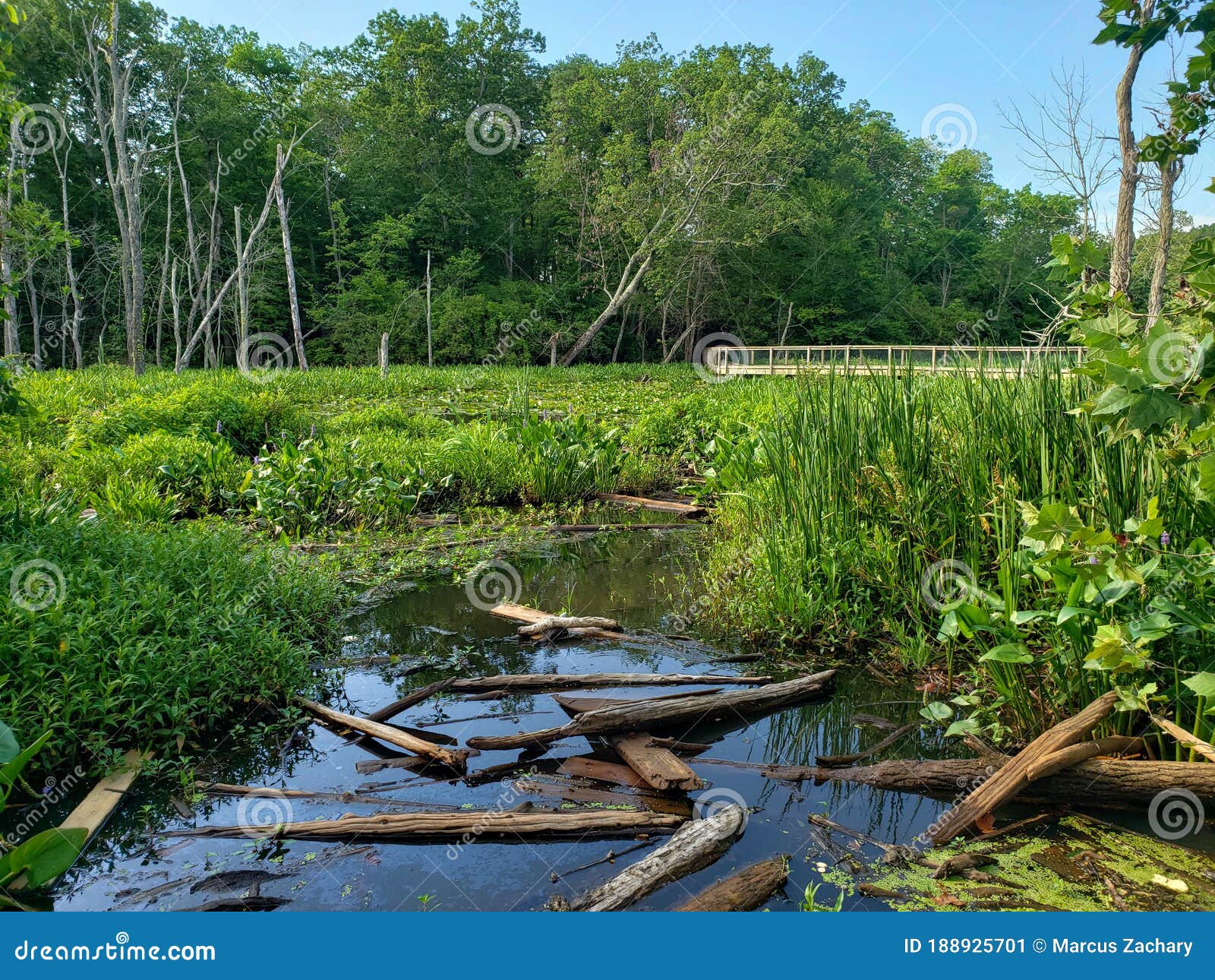 Mason Neck State Park Swamp Stock Image - Image of mason, swamp: 188925701
