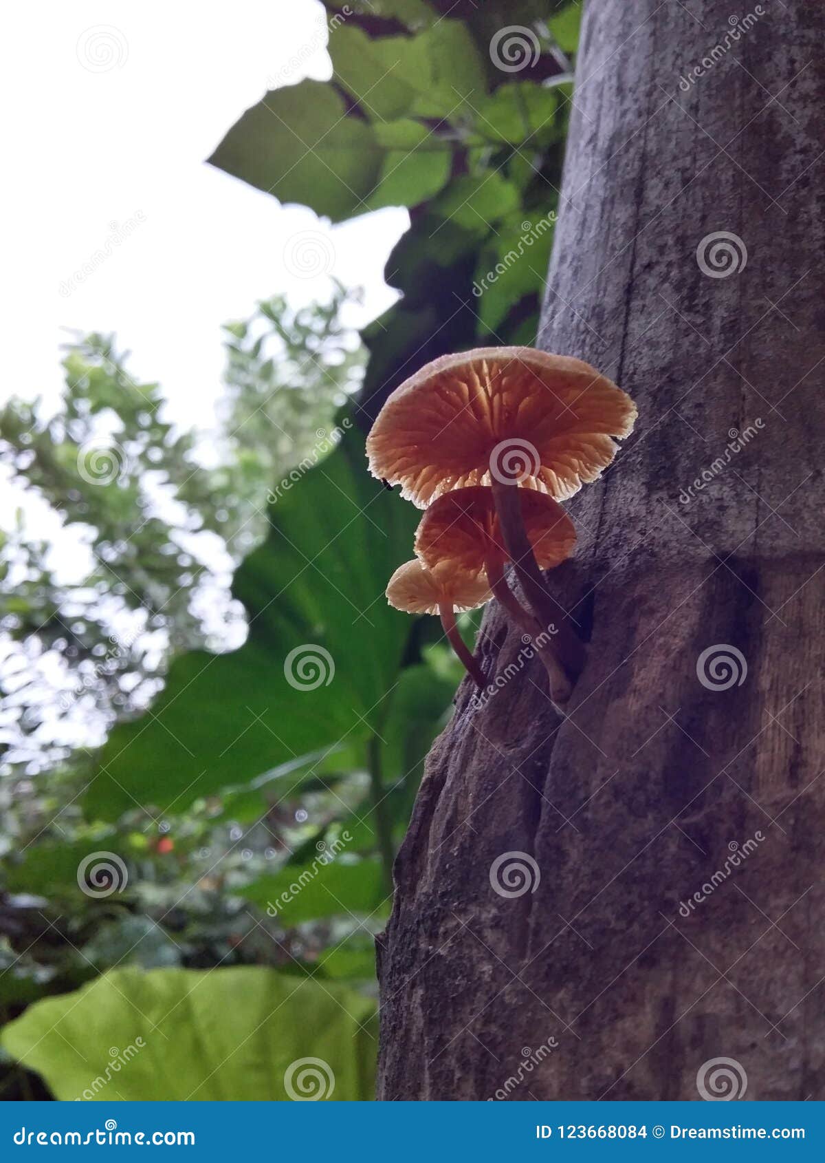 Masrom is testy stock photo. Image of beautiful, dragonfly - 123668084