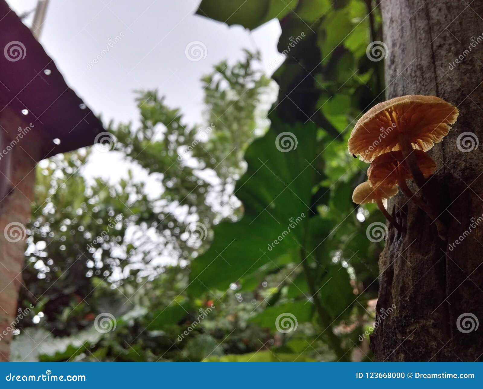 Masrom is testy stock photo. Image of word, color, butterfly - 123668000