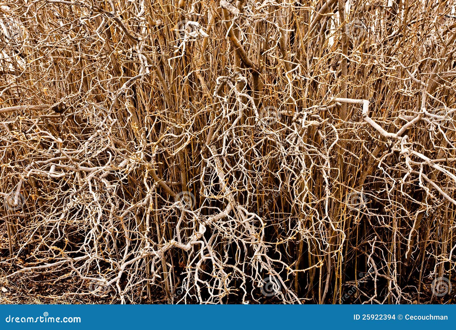 Mass of Bare and Bleached Twigs on Bush Stock Photo - Image of dark ...