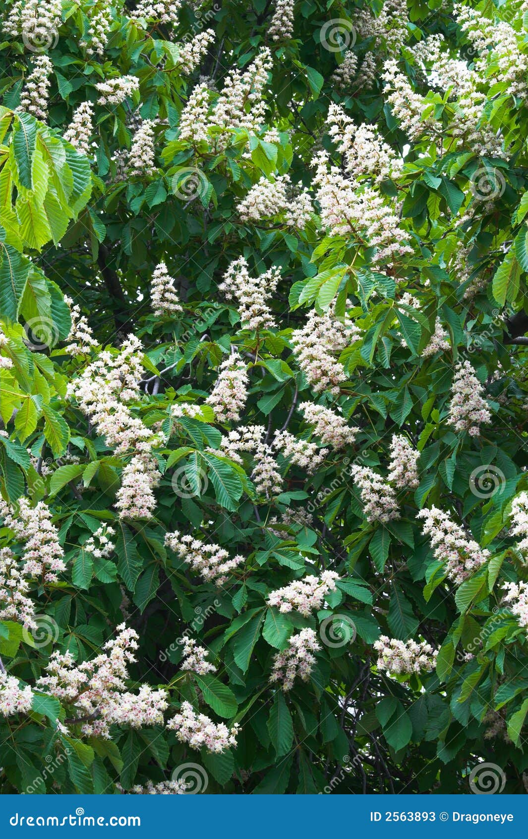 Mass blooming of chestnut stock image. Image of flowering - 2563893