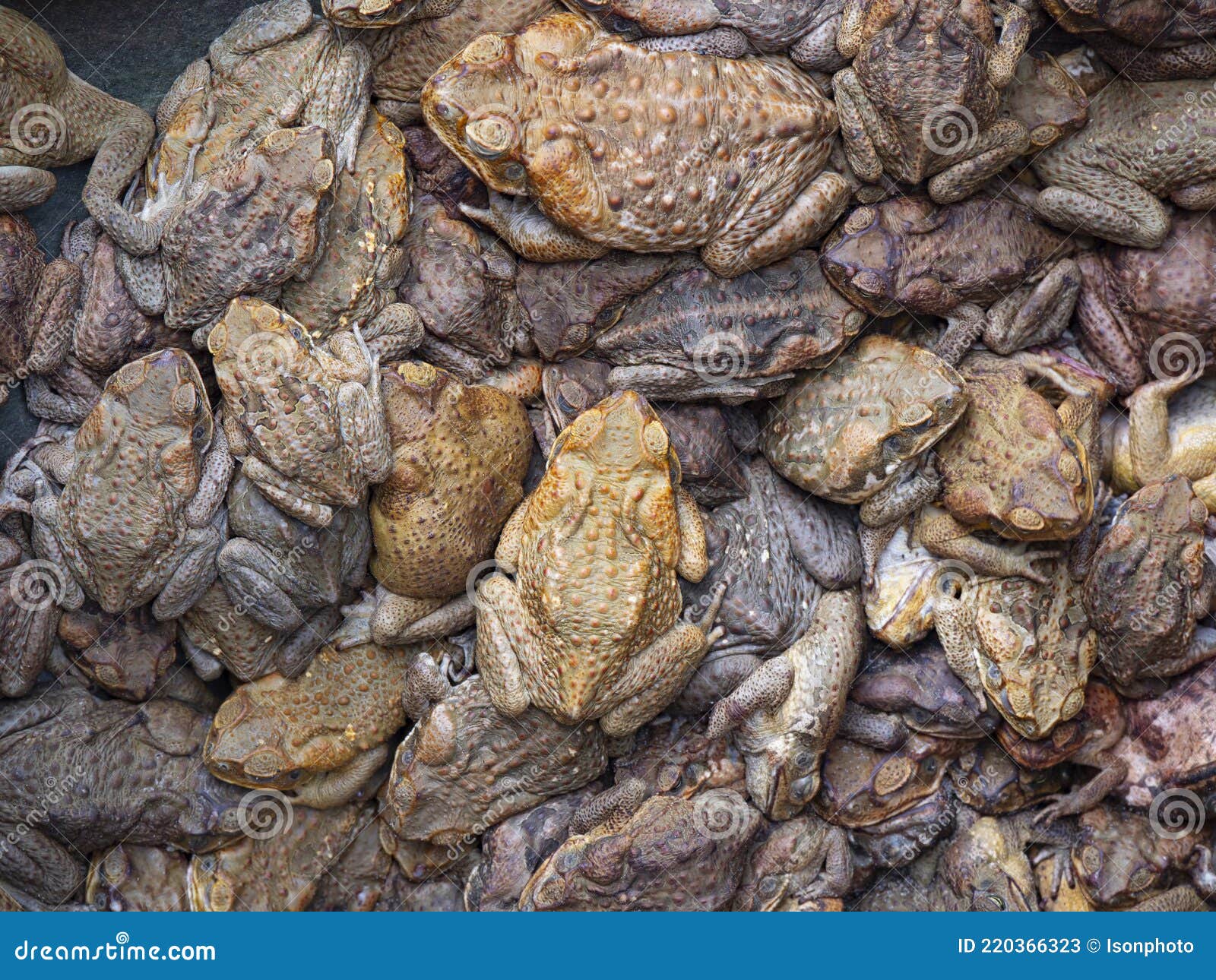 Cane Toads Trapped Together Background Stock Photography ...