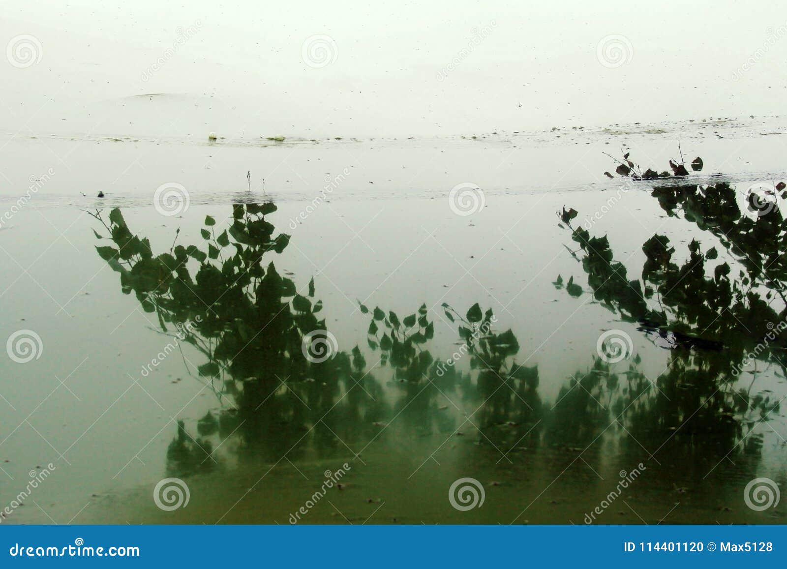 Mass of Dead Algae Formed on Surface of Water Due To Algae Bloom Stock ...