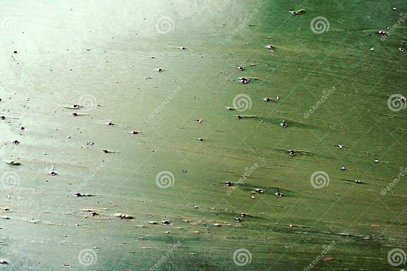 Mass of Dead Algae Formed on Surface of Water Due To Algae Bloom Stock ...