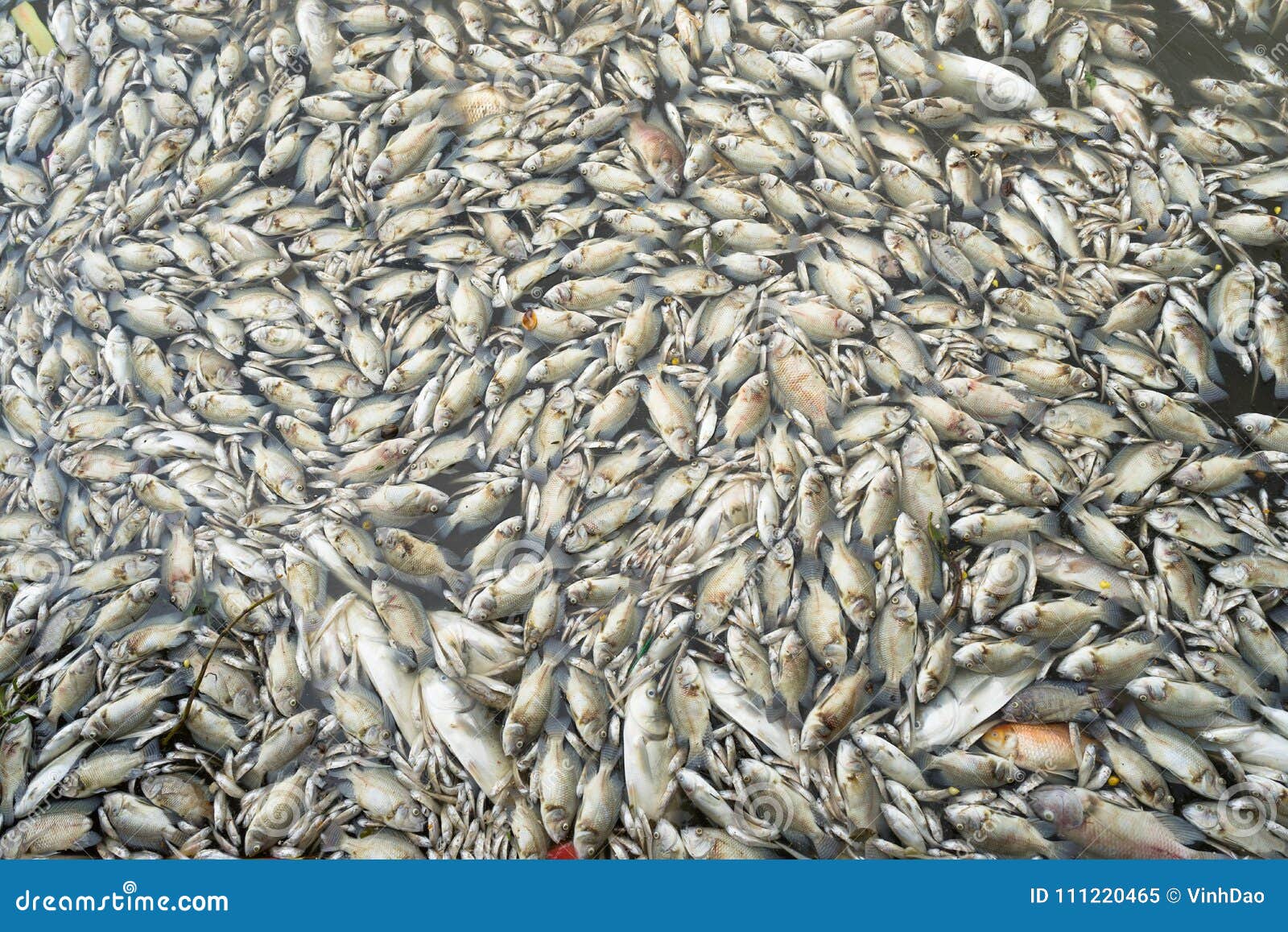 Mass Death of Fish Floating on Polluted Lake Water Stock Image - Image ...