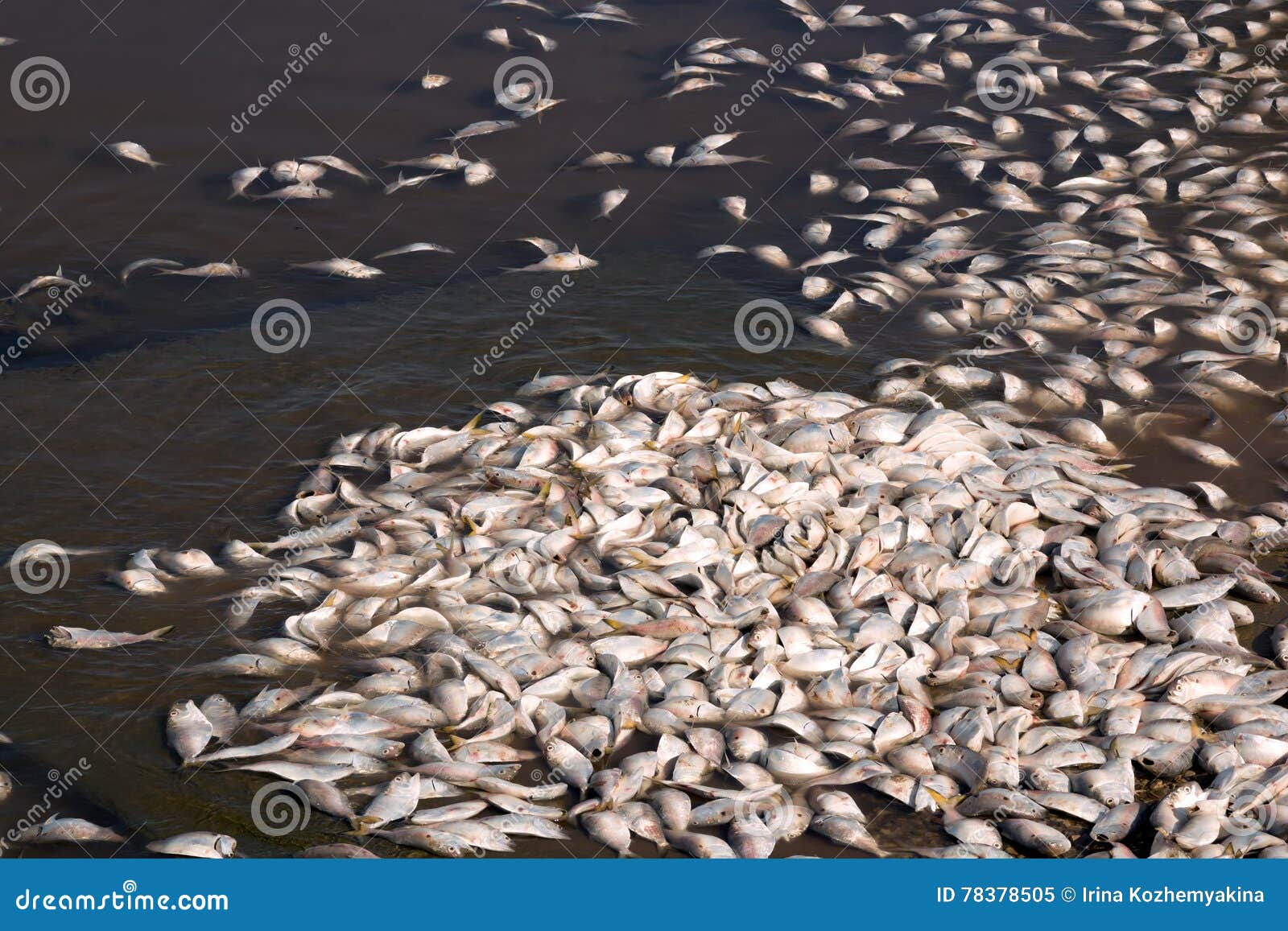 The Mass Death of Fish in the State of Texas. the Colorado River Stock ...