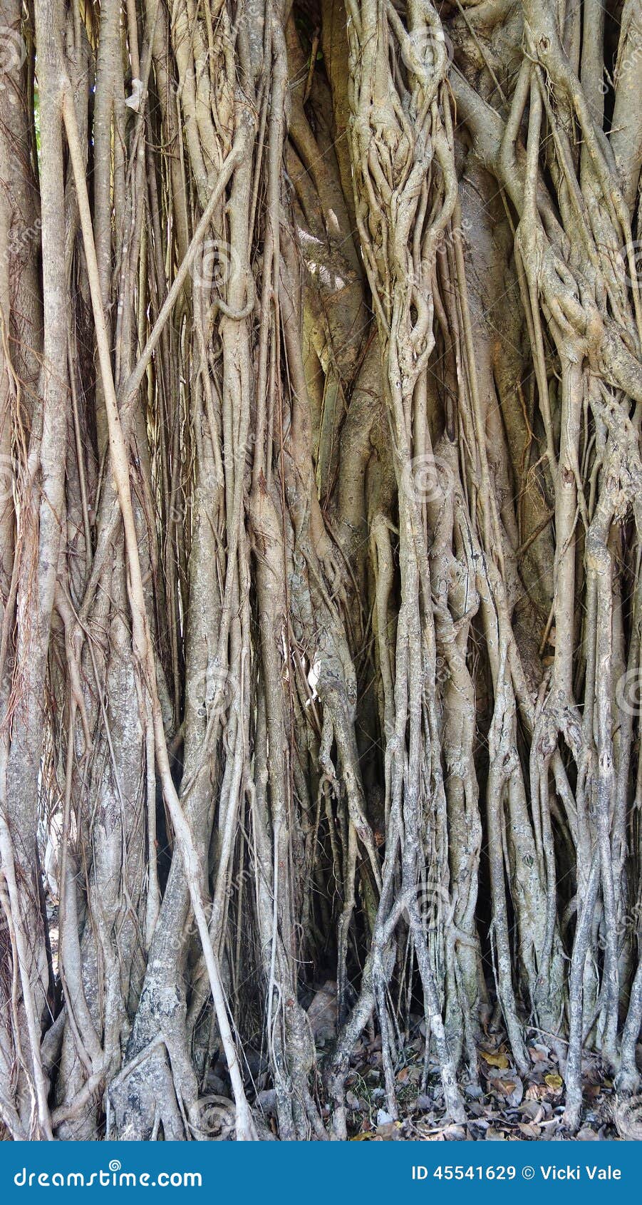 Mass of Exposed Tree Roots. Stock Image - Image of narrow, entwined ...