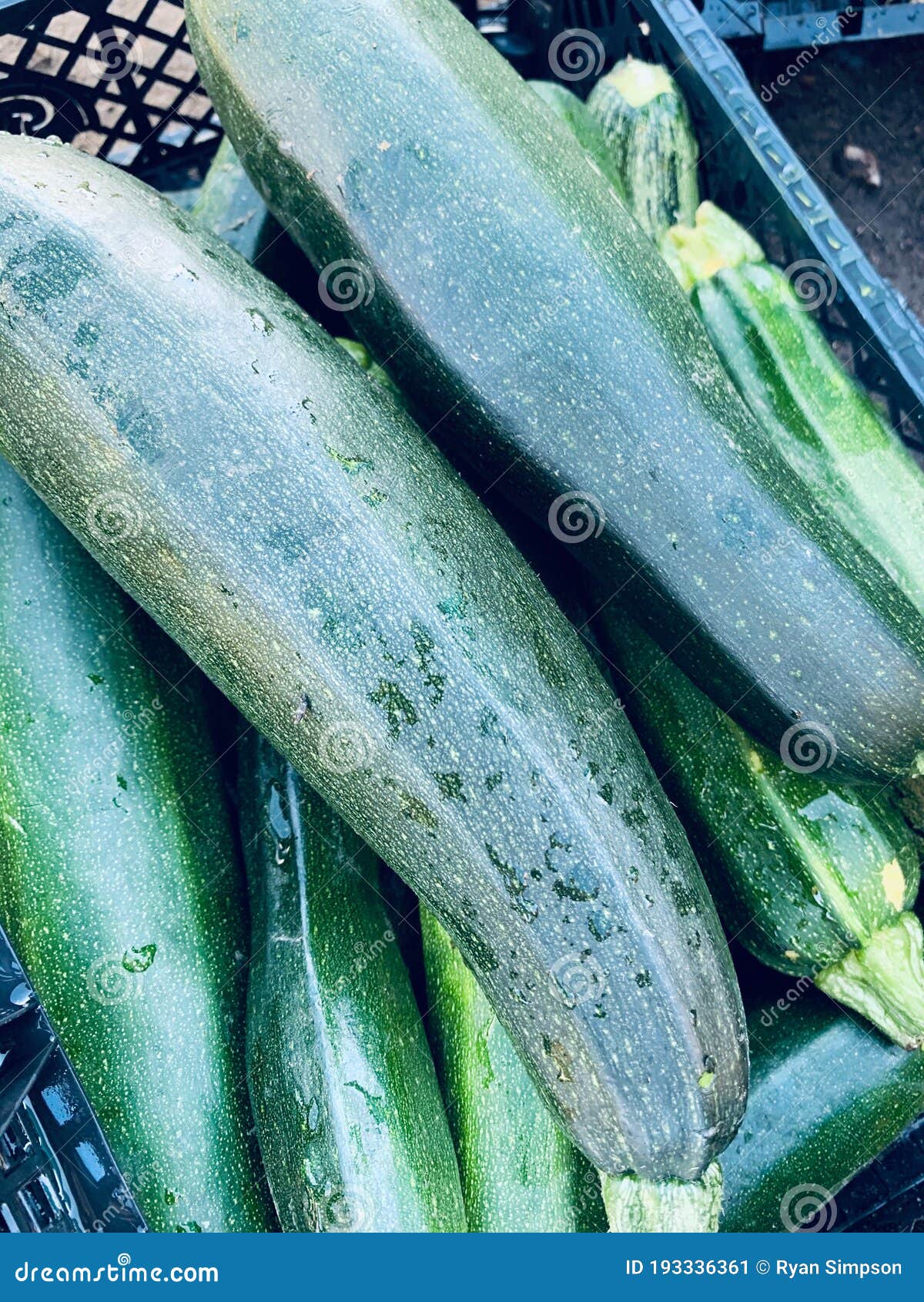 Fresh courgettes stock image. Image of care, bright - 193336361