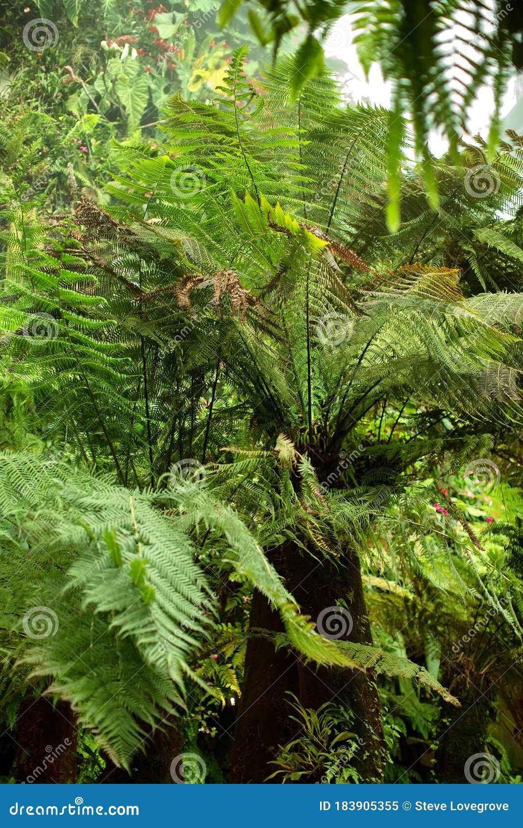 Mass of Fronds on a Group of Tree Ferns Stock Image - Image of asia ...