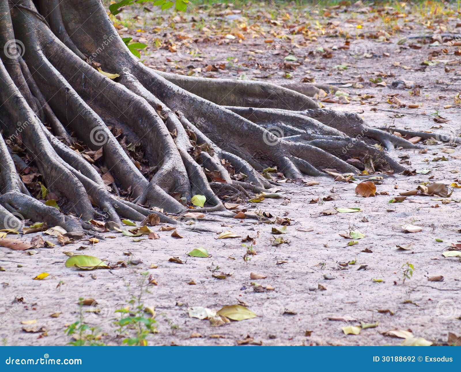 Root on dry ground stock photo. Image of forest, desert - 30188692