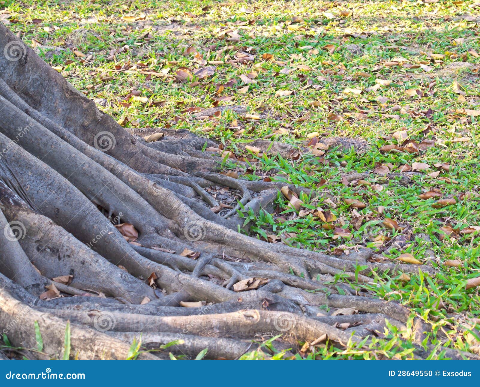 Mass root system of a tree stock photo. Image of grassland - 28649550