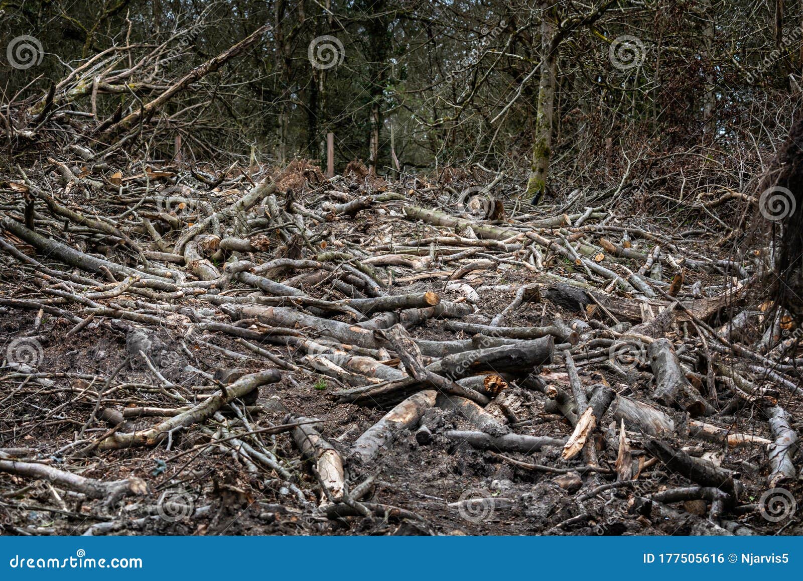 Mass of Tree Trunks and Branches in Clearing from Tree Blown Down in ...