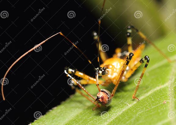 Massacre d'insecte photo stock. Image du purge, coccinelle - 29482368