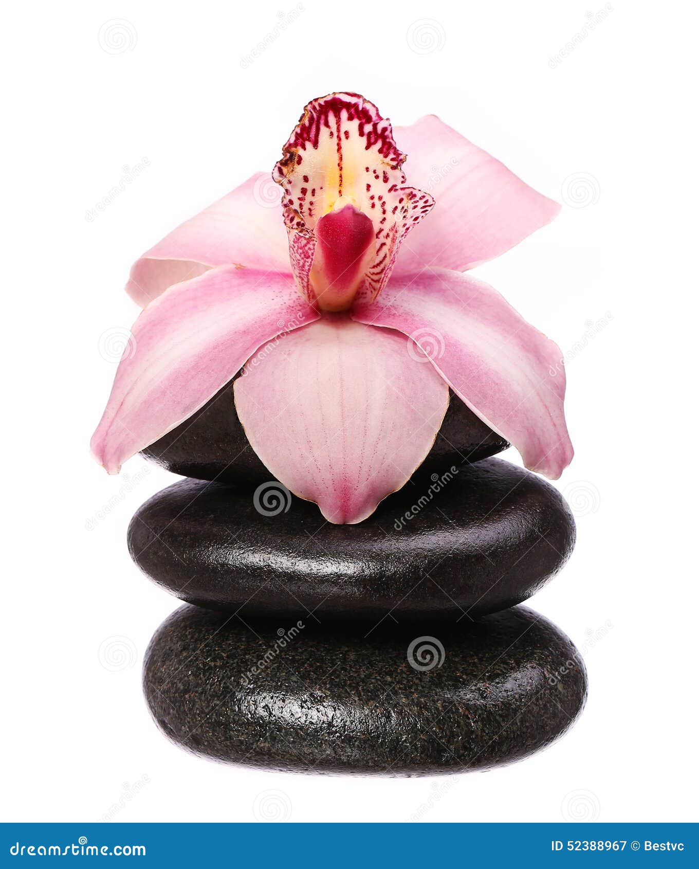 Massage Basalt Stones and Orchid Flower Isolated on White Stock Image ...