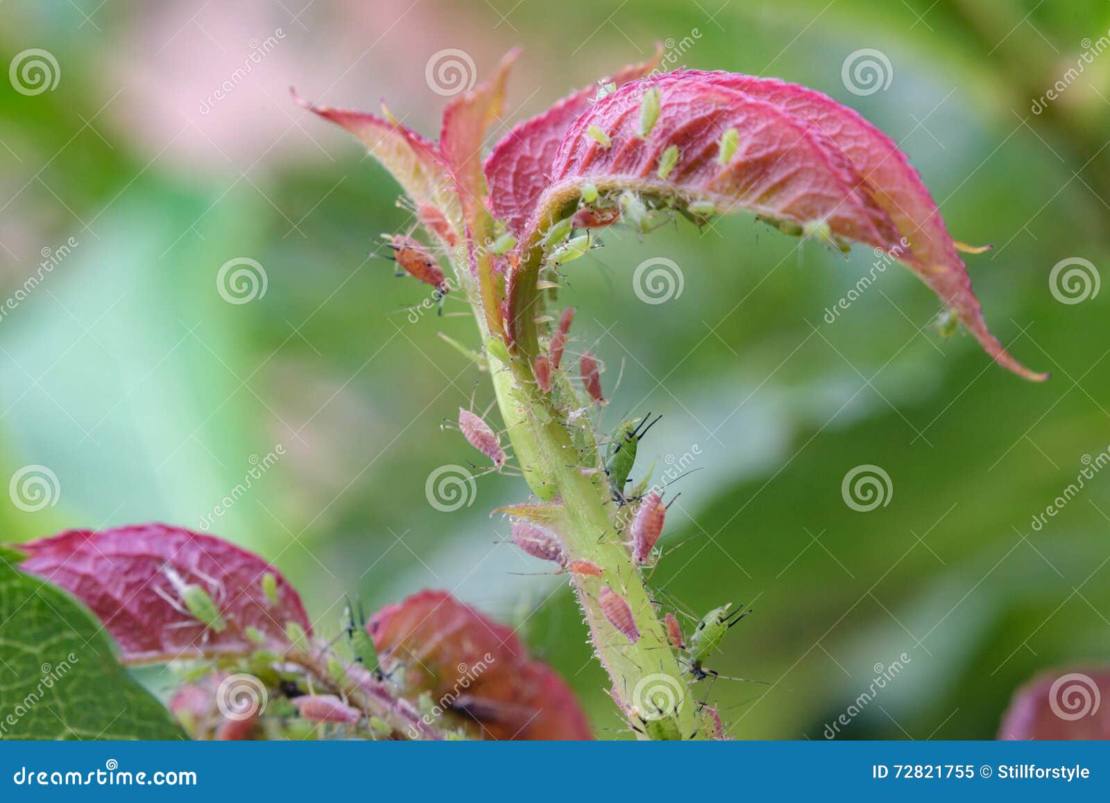 Aphids On Rose Bud. Green Aphid Insects Sucking Sap On Rose Bud Stock ...