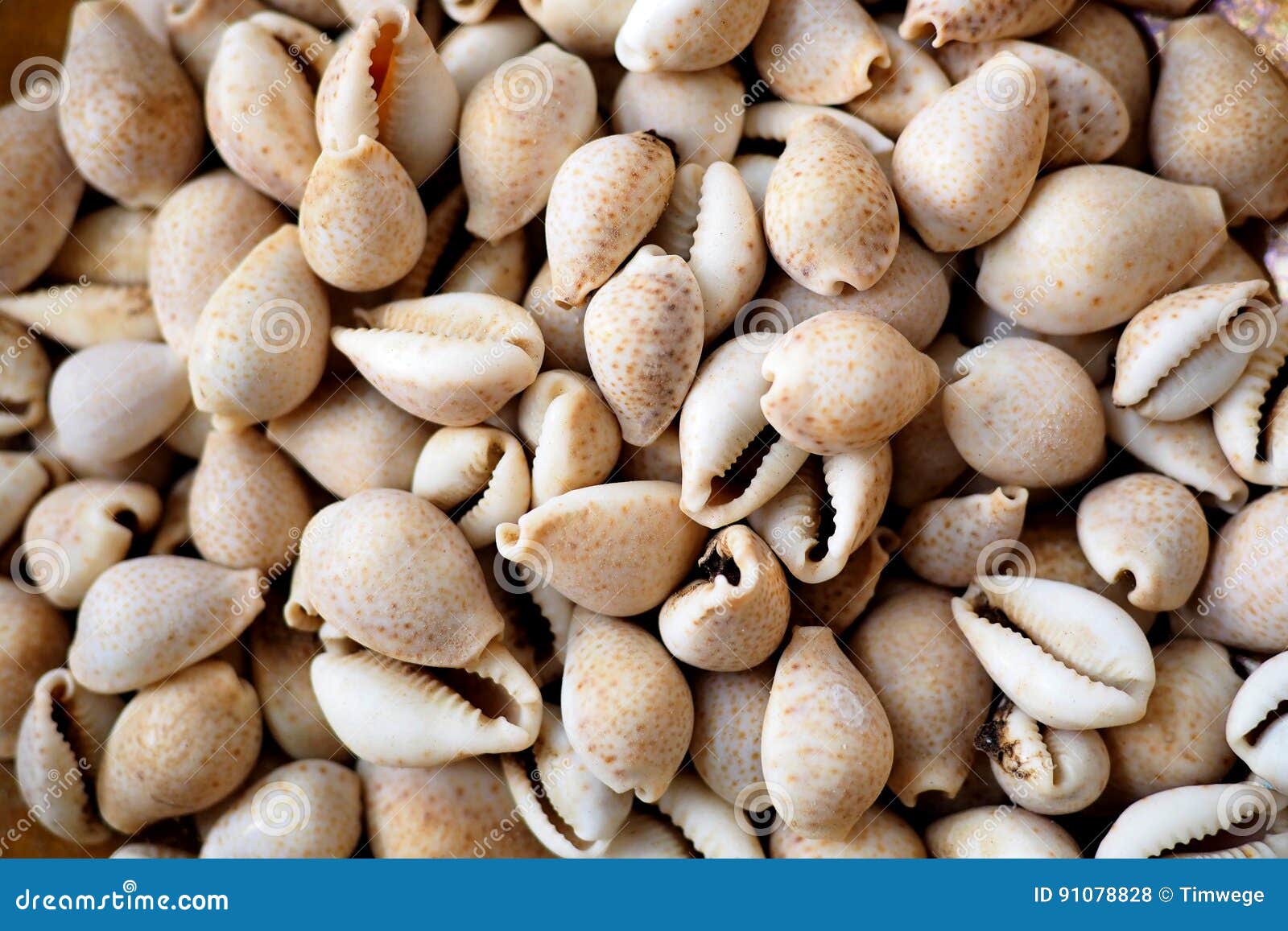 Masses of Cowrie Sea Shells Stock Photo - Image of objects, colored ...