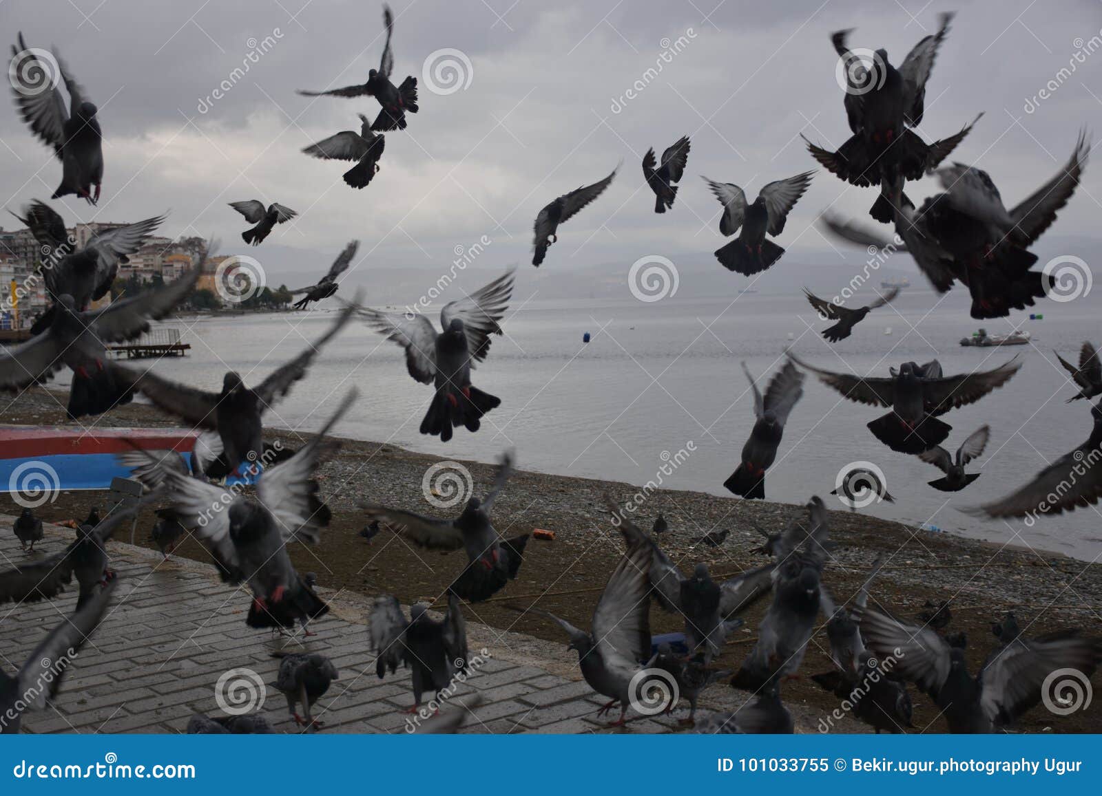 Masses Pigeons Birds Flying Stock Image - Image of historical, fauna ...