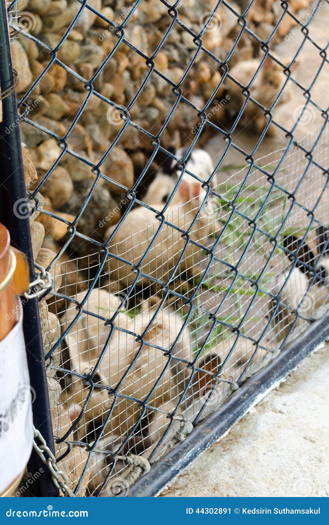 Masses Soiled Rabbit in a Cage Stock Image - Image of grunge, animals ...